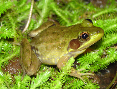 27 Types of Frogs in Florida (with pictures) - Animal Hype